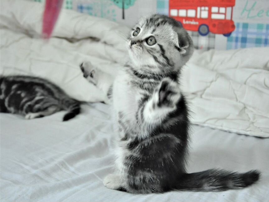 Шотландские котята