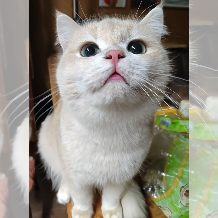 Британский короткошёрстный котёнок