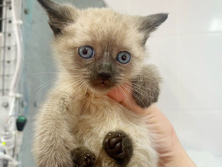 Порода тайский котенок бело-дымчатый ищет руки