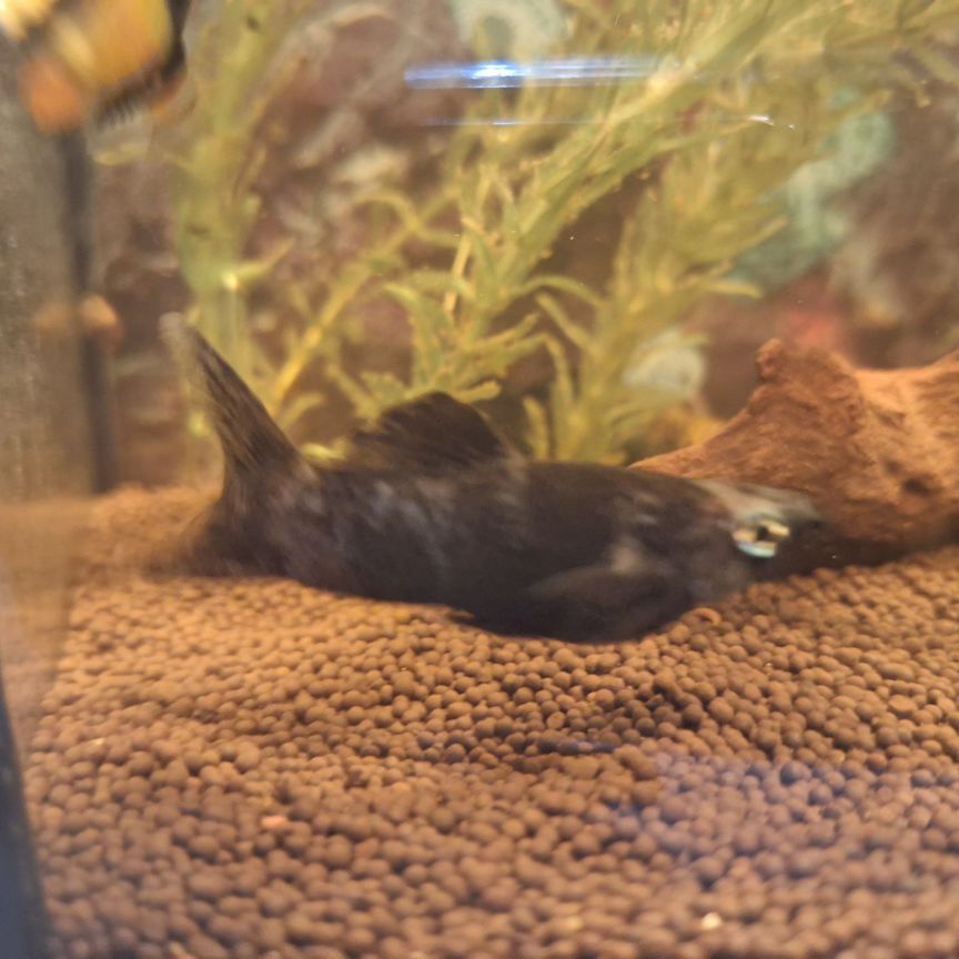 Моллинезия черная (самец)