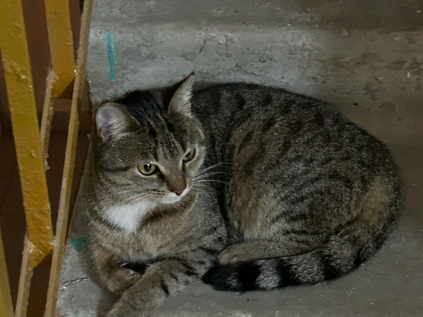 Кошка ищет хозяина