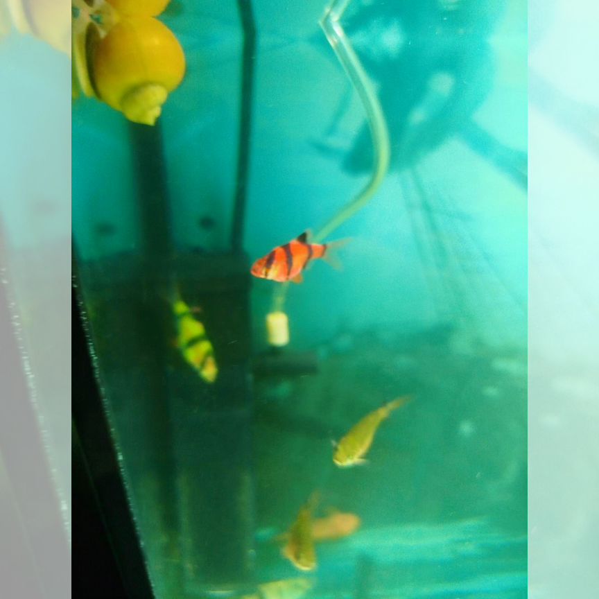 Барбус гло красный