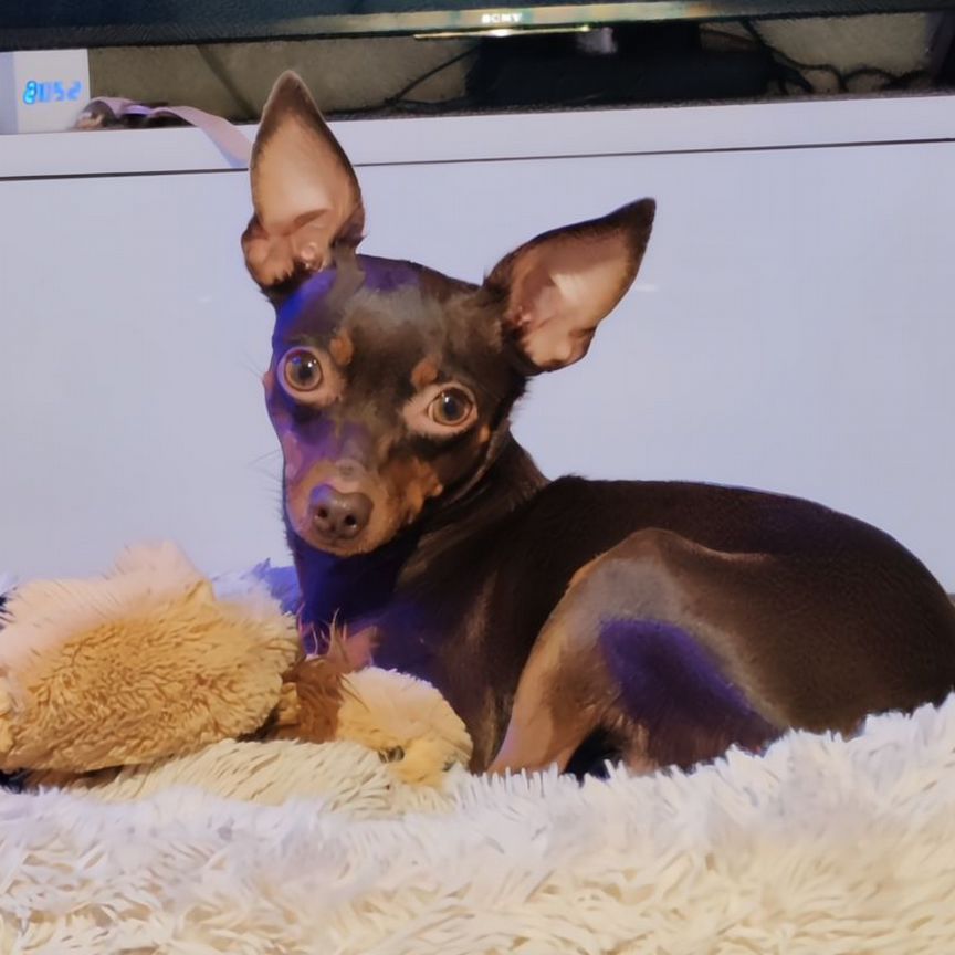 Русский той-терьер, взрослая собака