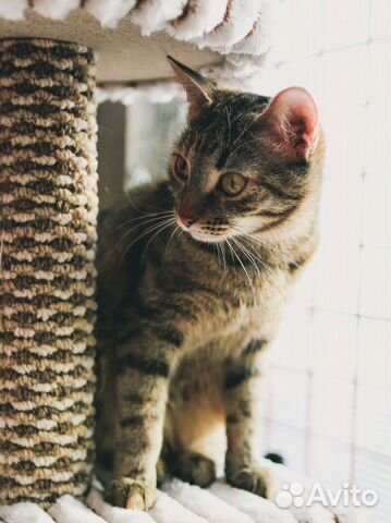 Кошка Анфиса в добрые руки