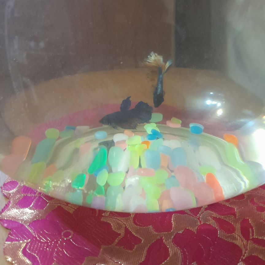 Аквариум и 2 петушка15л, аквариум 5л