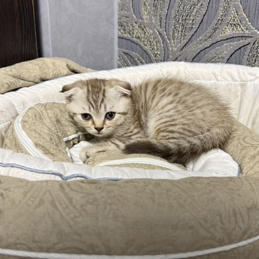 Шотландский вислоухий короткошёрстный котёнок