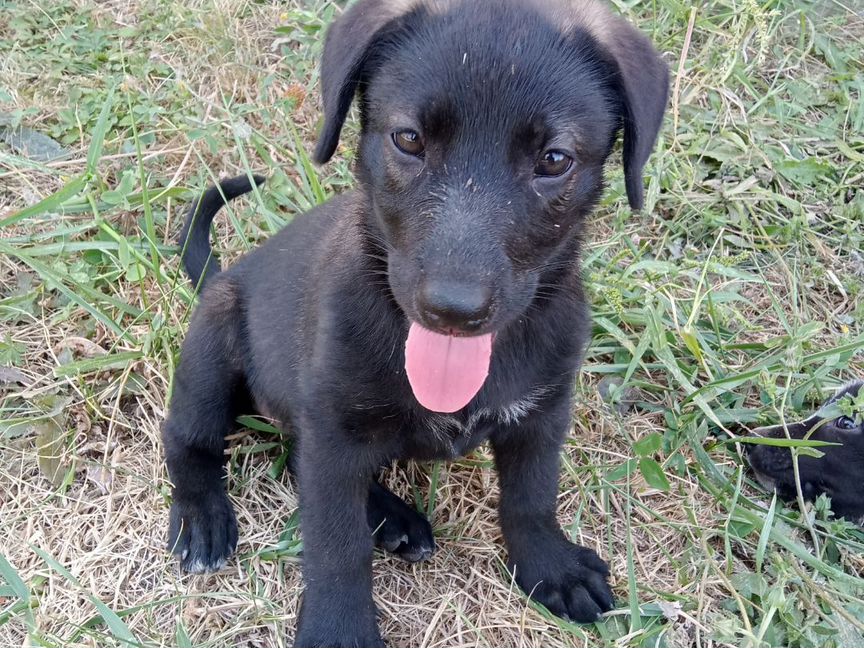 Собака в добрые руки