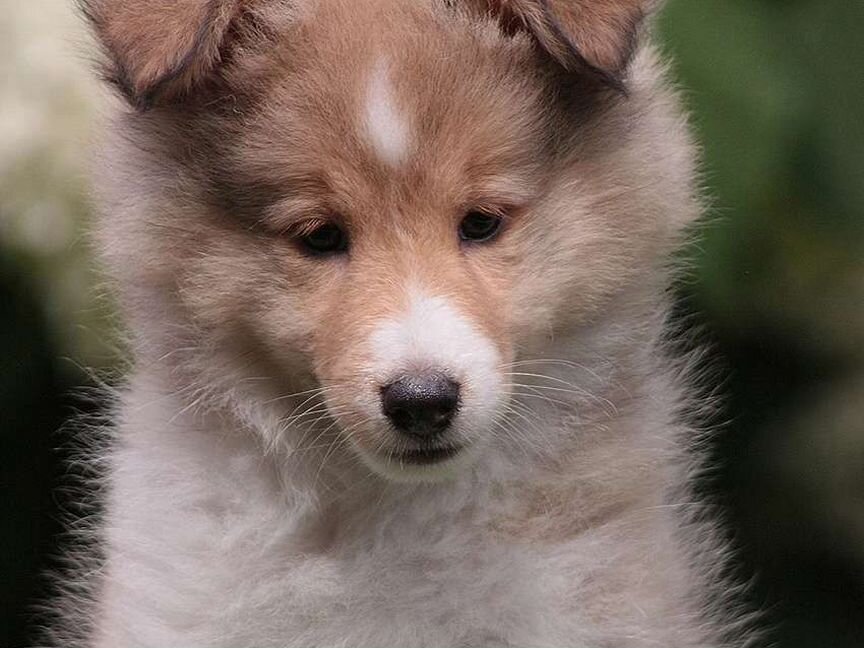 Щенки шелти