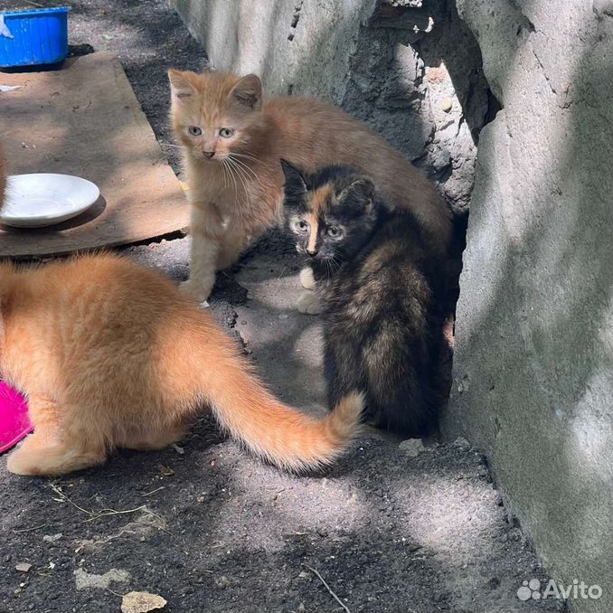 Очаровательные котятки ищу дом