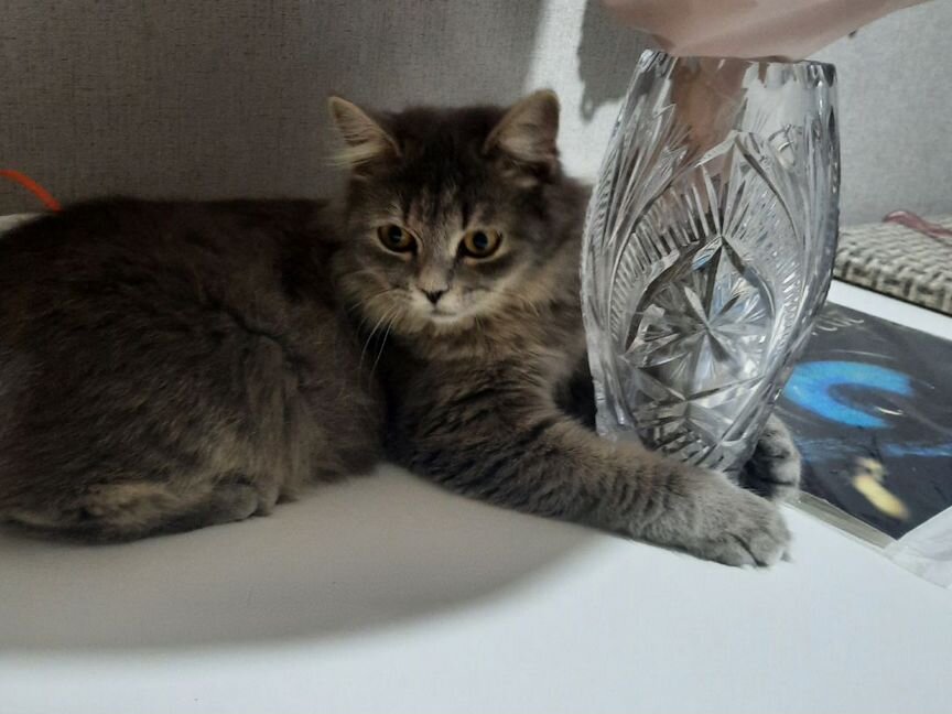 Котята в добрые руки бесплатно