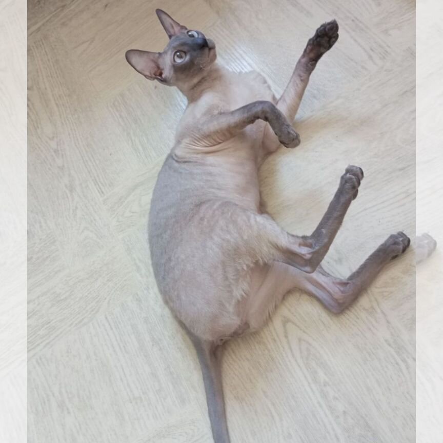 Корниш рекс