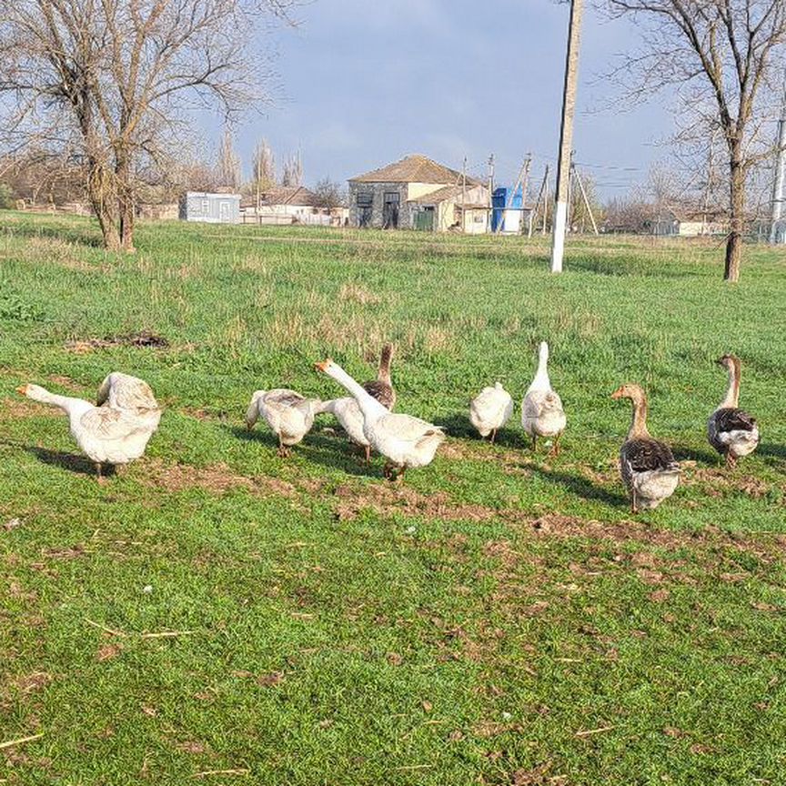 Продажа гусей