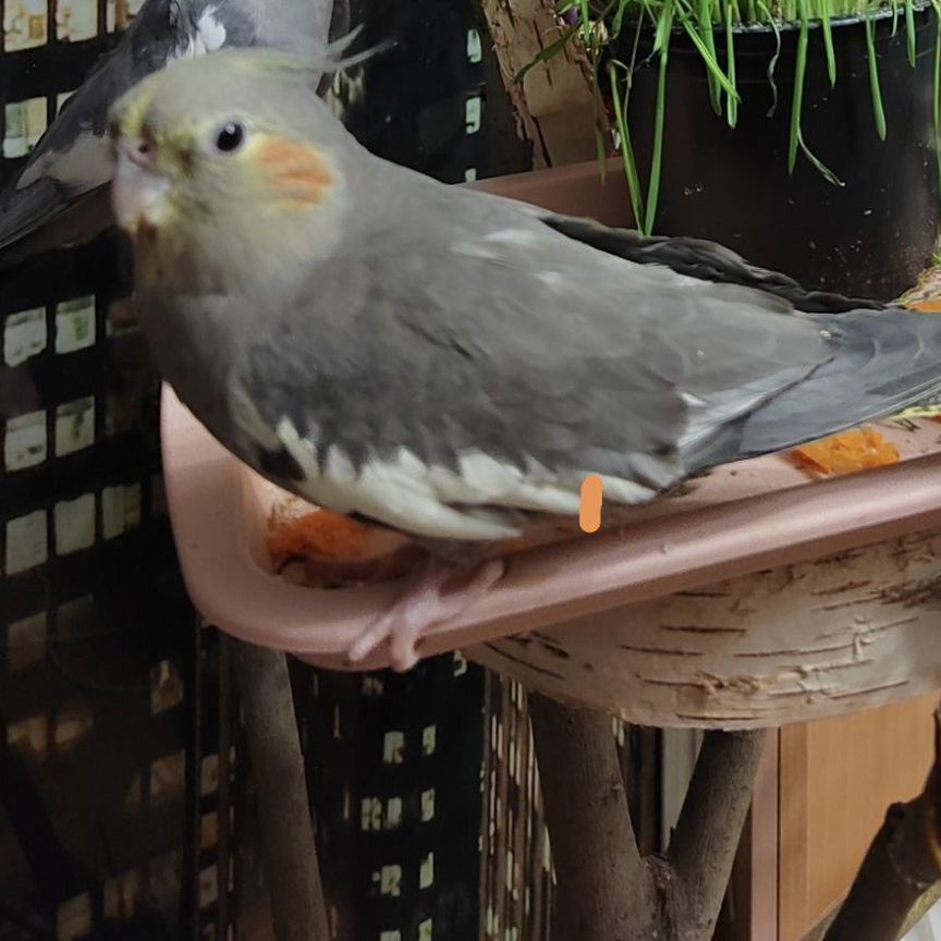 Попугай корелла Гоша