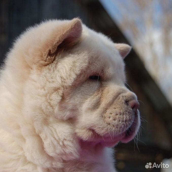 Сказочный Смуфик