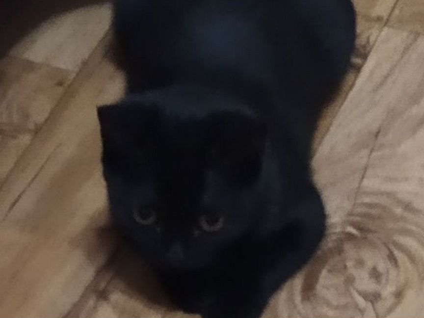 Домашняя кошечка 5 мес