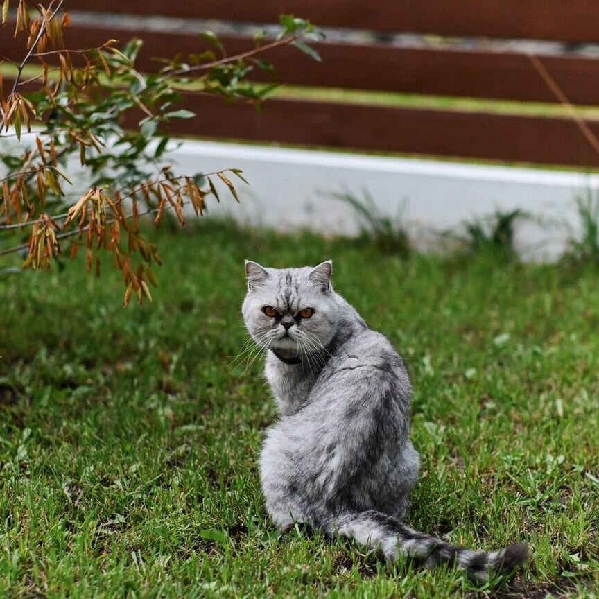 Отдам кота экзота в добрые руки