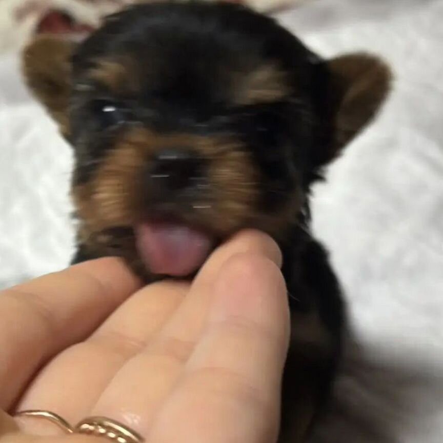 Йоркширский терьер, щенок