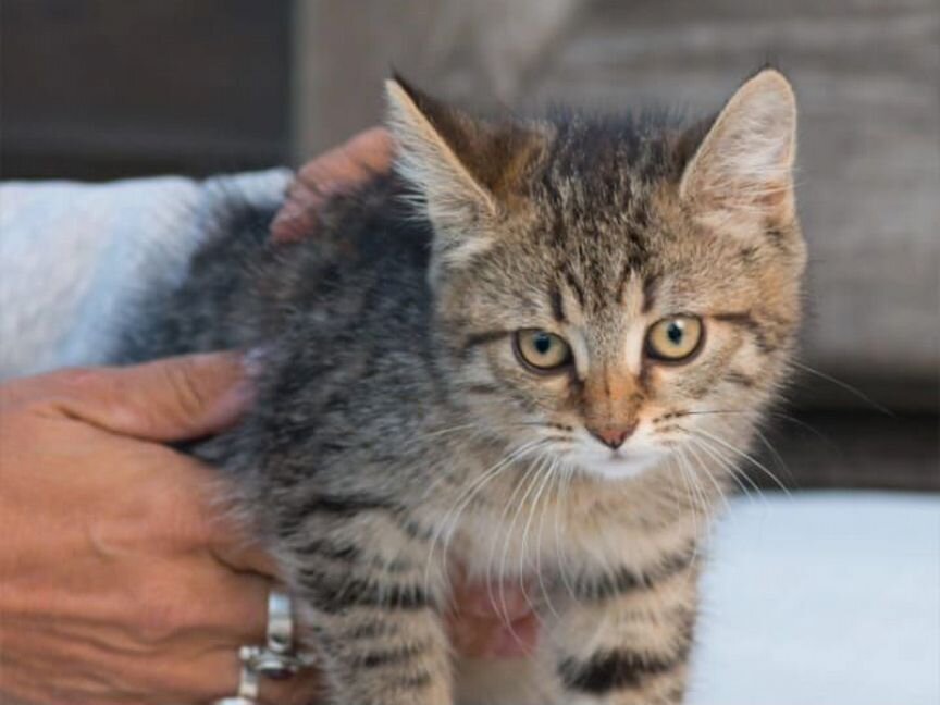 Котёнок голубика, 2.5 мес. серого окраса