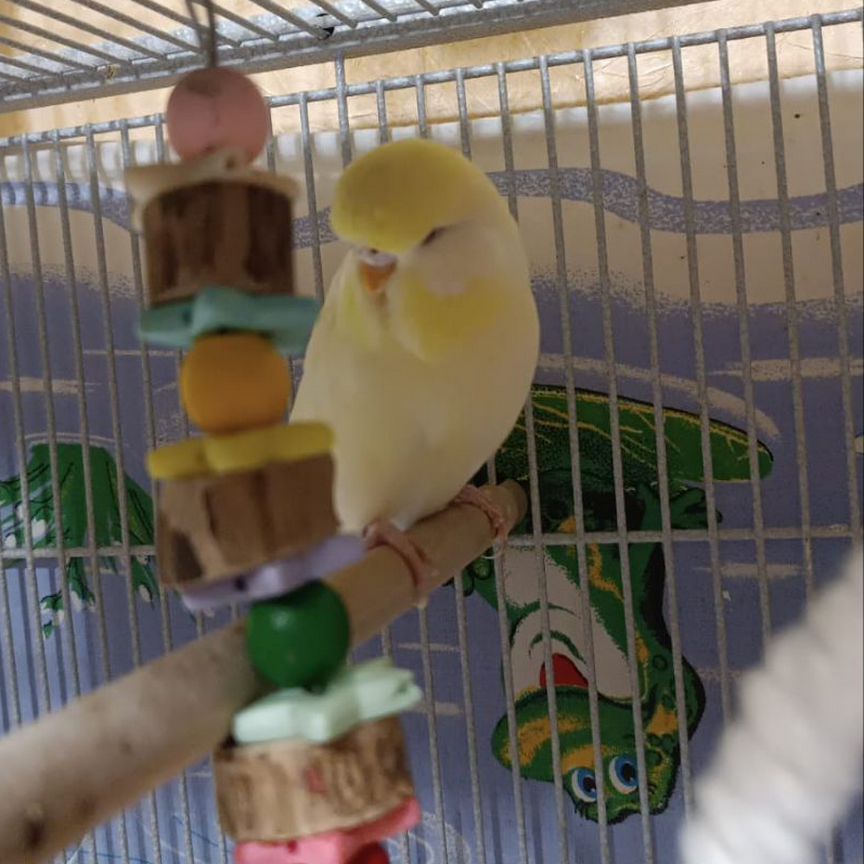 Волнистый попугай,чех