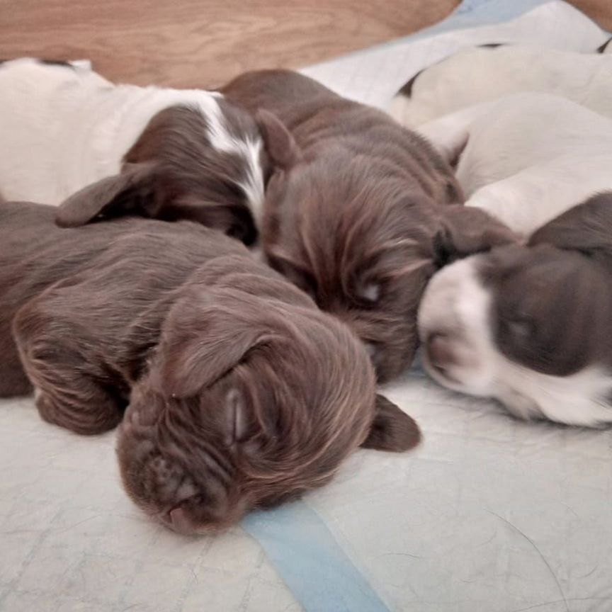 Русский охотничий спаниель, щенок
