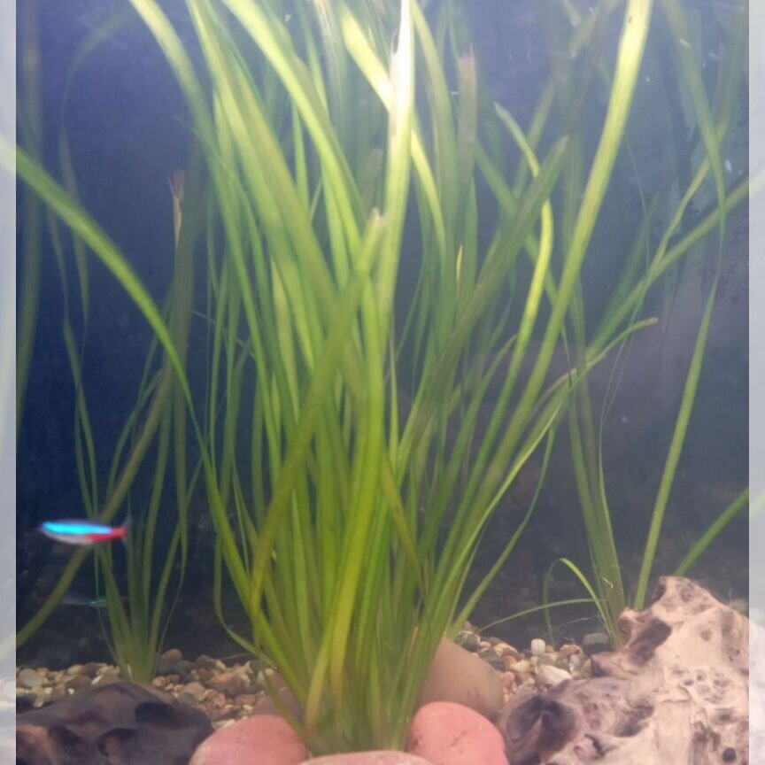 Аквариумное растение