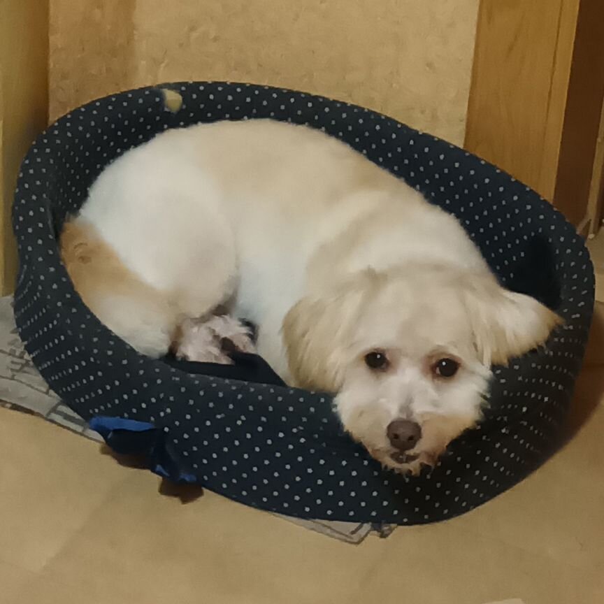 Взрослая собака в добрые руки