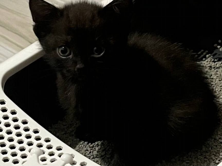 Абиссинская кошка бесплатно