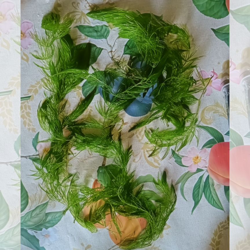 Роголистник в аквариум