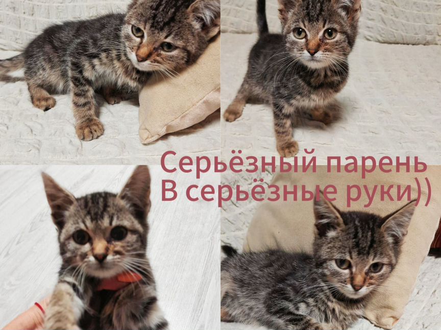 Котенок с серьезнми намерениями