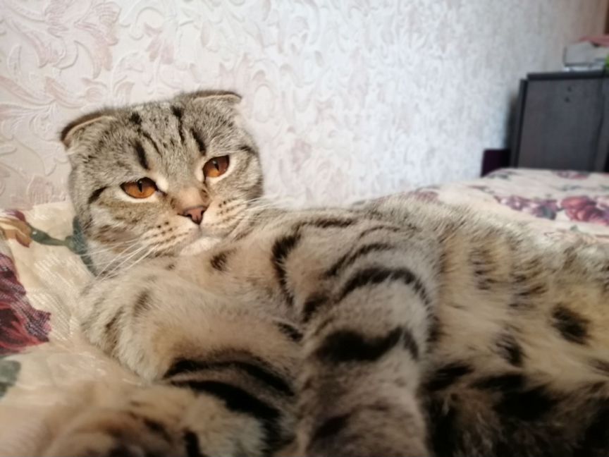 Шотландская