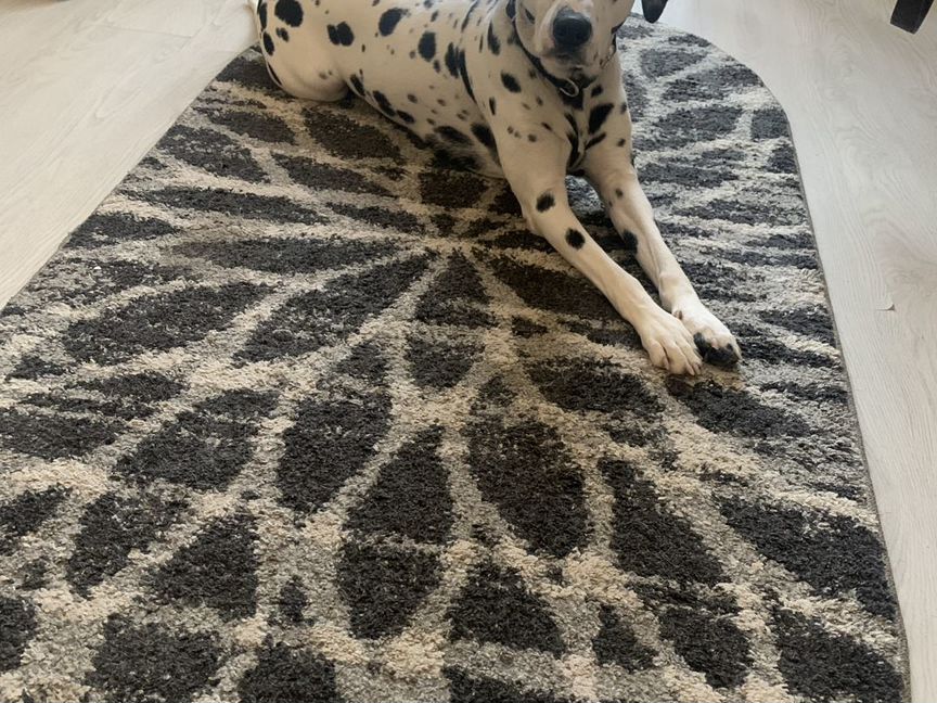 Отдам далматина хорошей семье