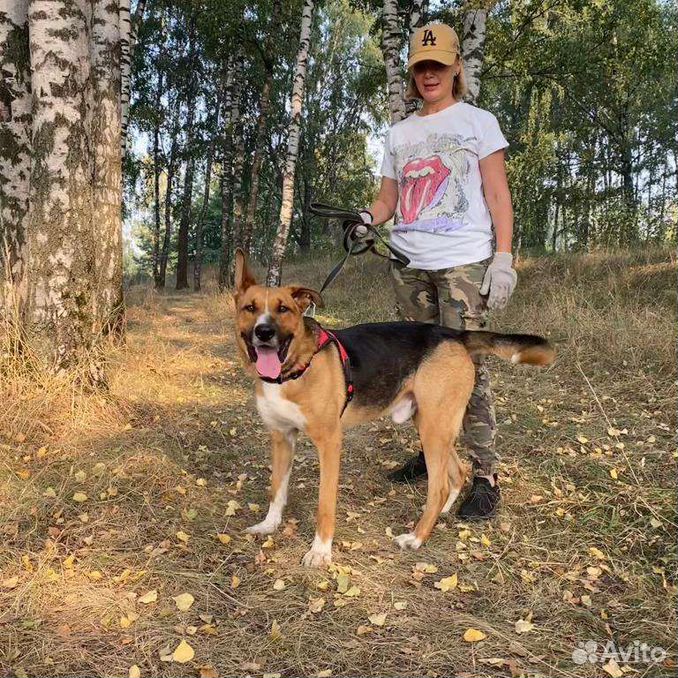 Бывшедомашний Джой грустит в приюте