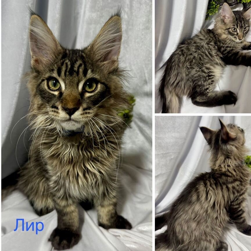 Мейн-кун котёнок