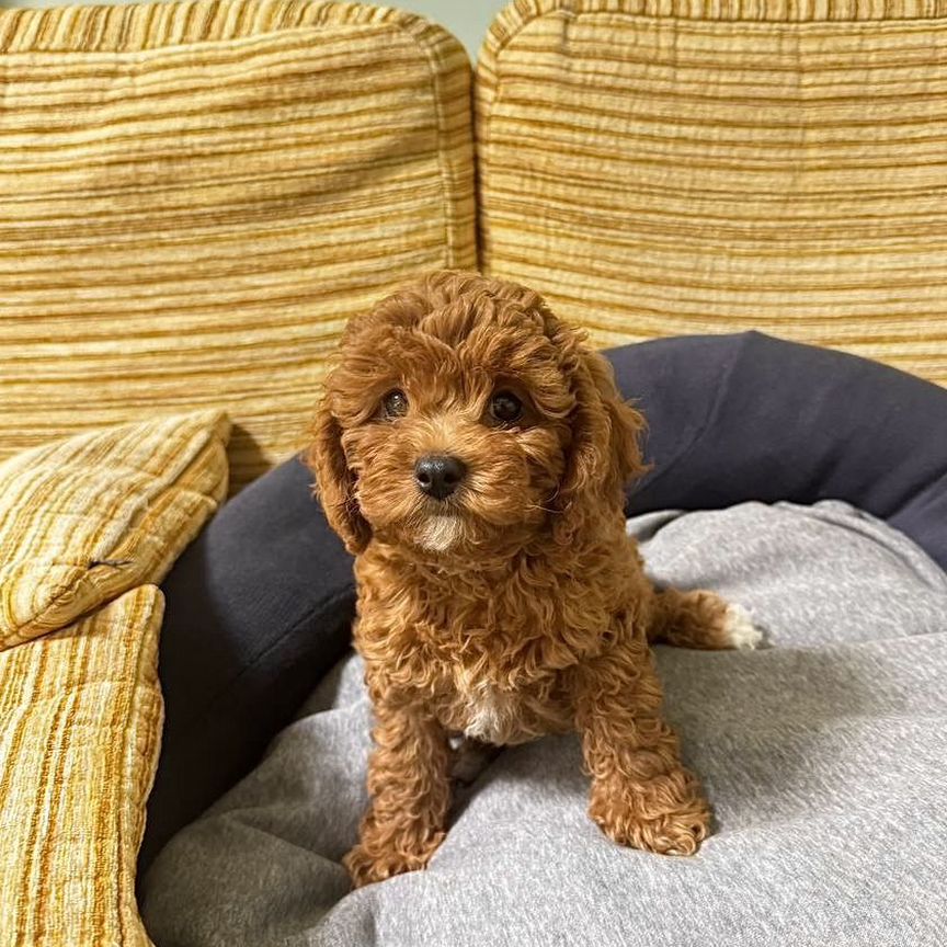 Мальтипу, щенок