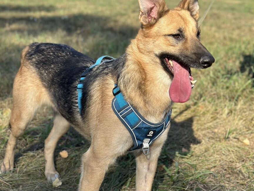 Активный пёс из приюта