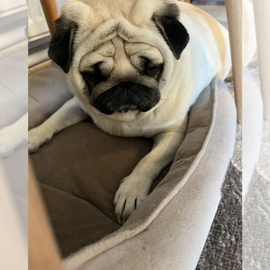 Мопс, взрослый пёс