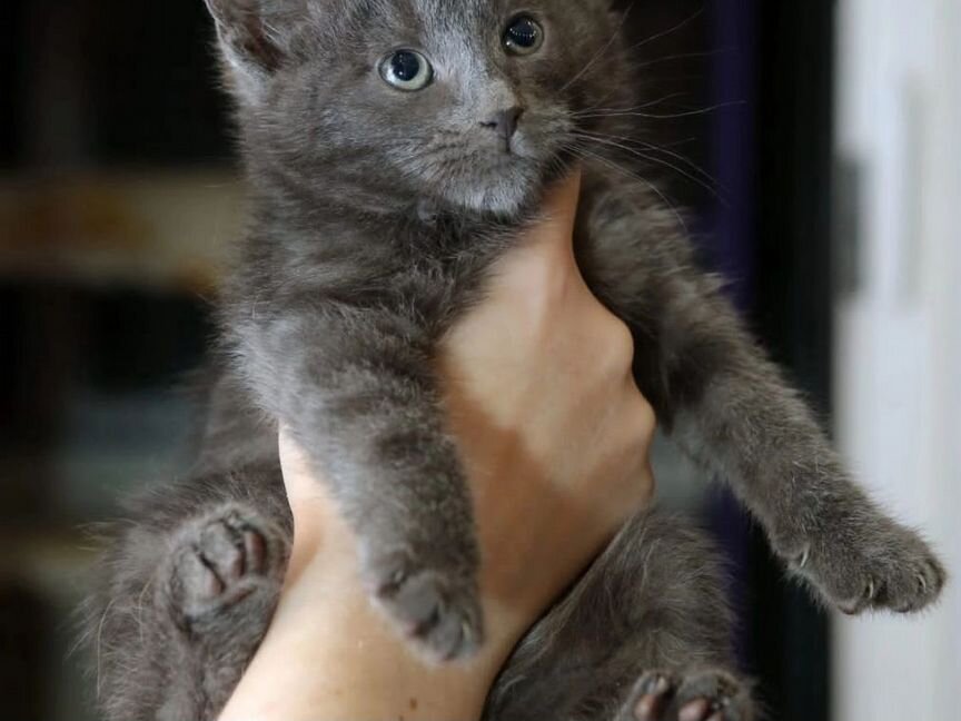 Котёнок