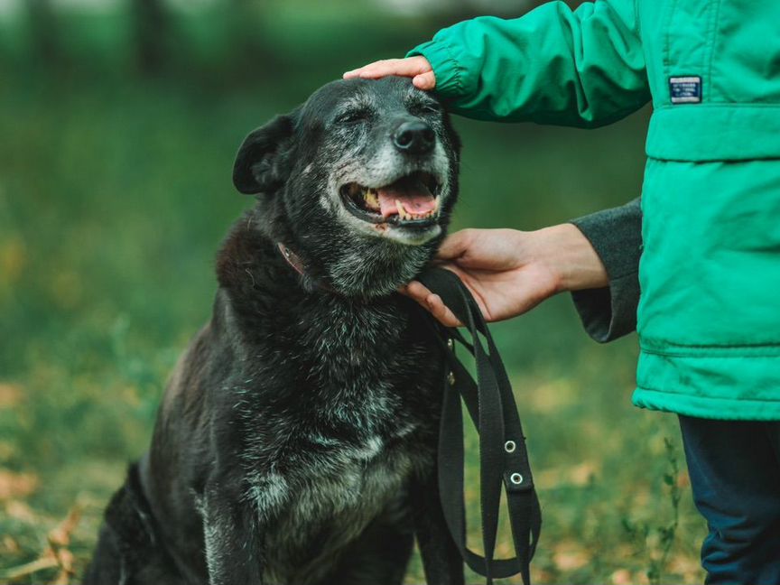 Добрый пожилой пес в семью с детьми