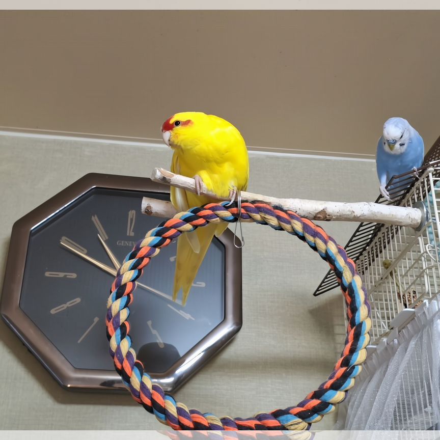 Попугай Какарик