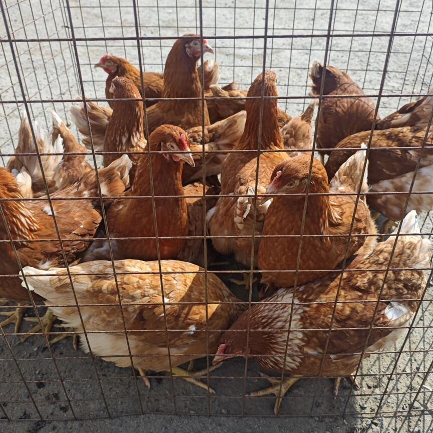 Куры, молодки, несушки