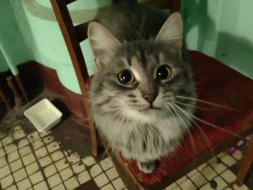 Кошки