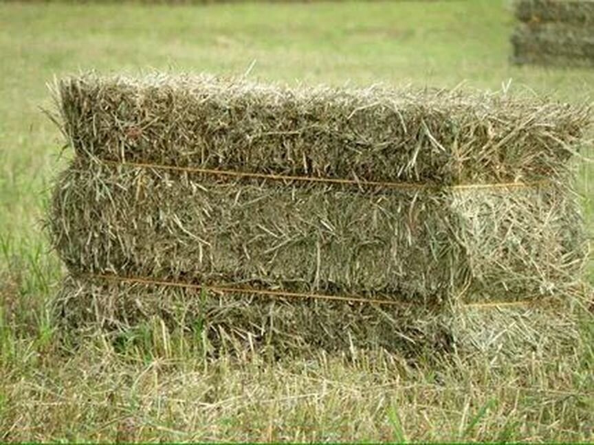 Сено в брикетах