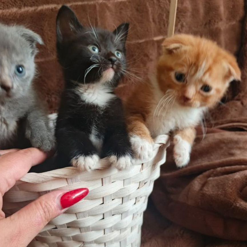 Котята
