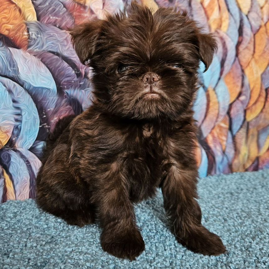 Шоколадный щенок гриффона
