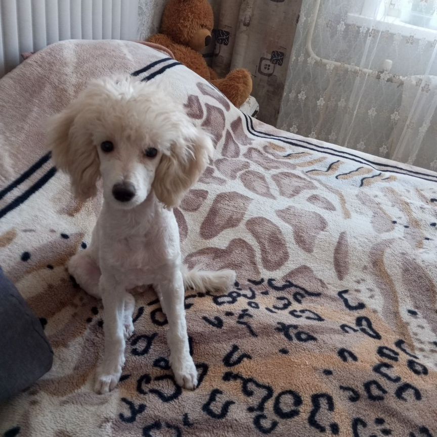 Карликовый пудель