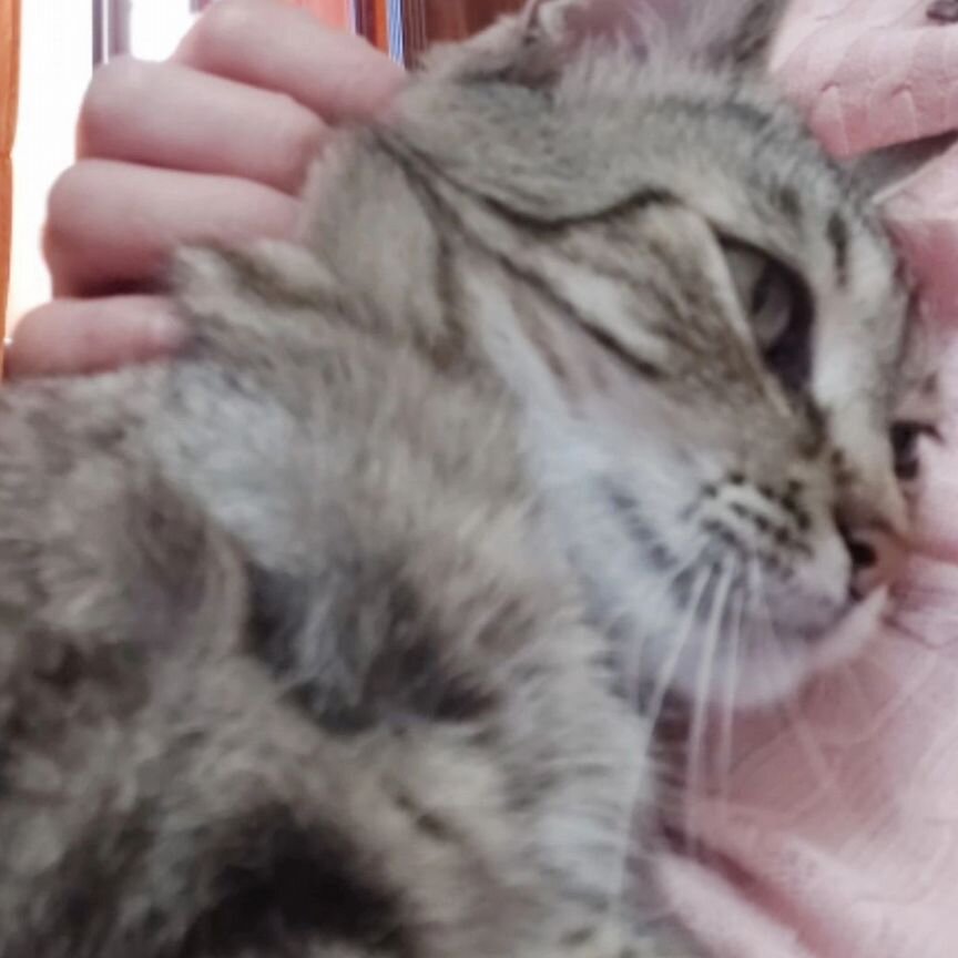 Отдам кошечку в добрые руки