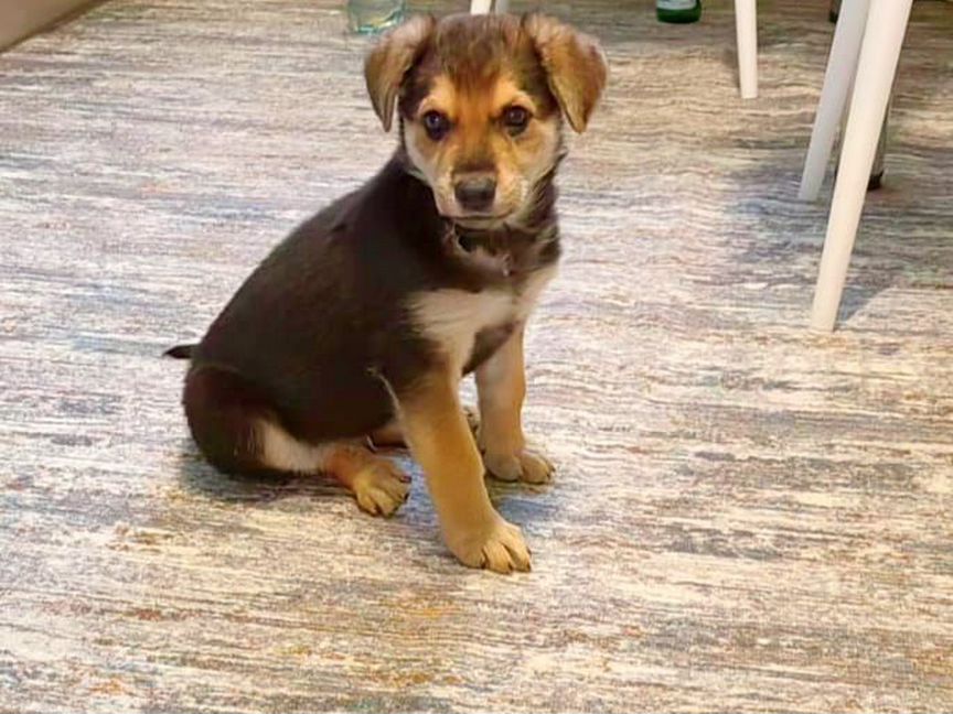 Щенок в добрые руки