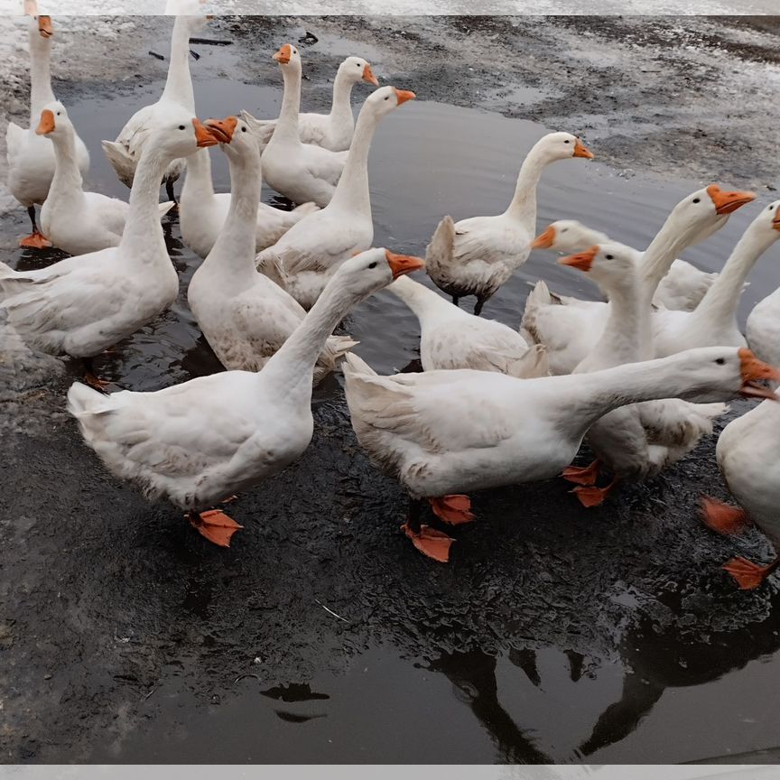 Гуси Линда живьём, мясом