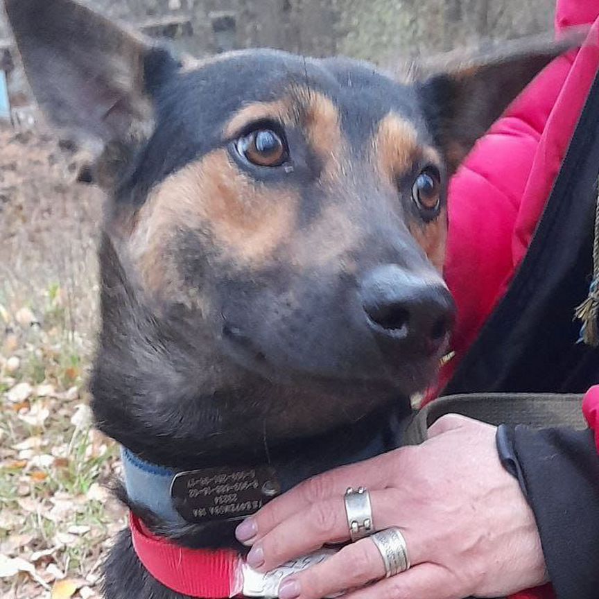 Собачка в семью