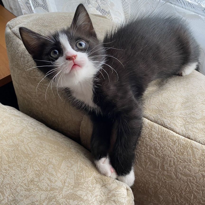 Отдам в добрые руки